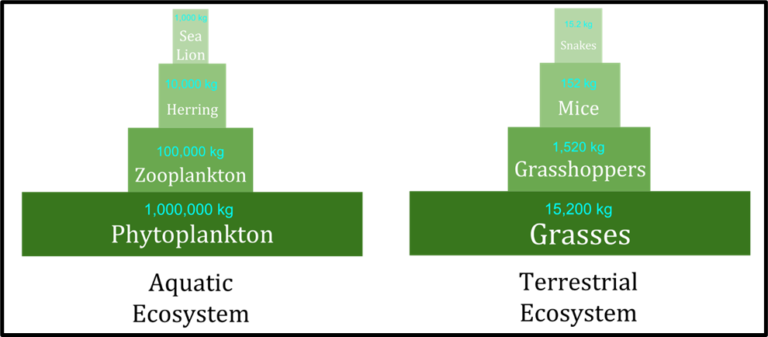 Trophic Levels - CDH IAS